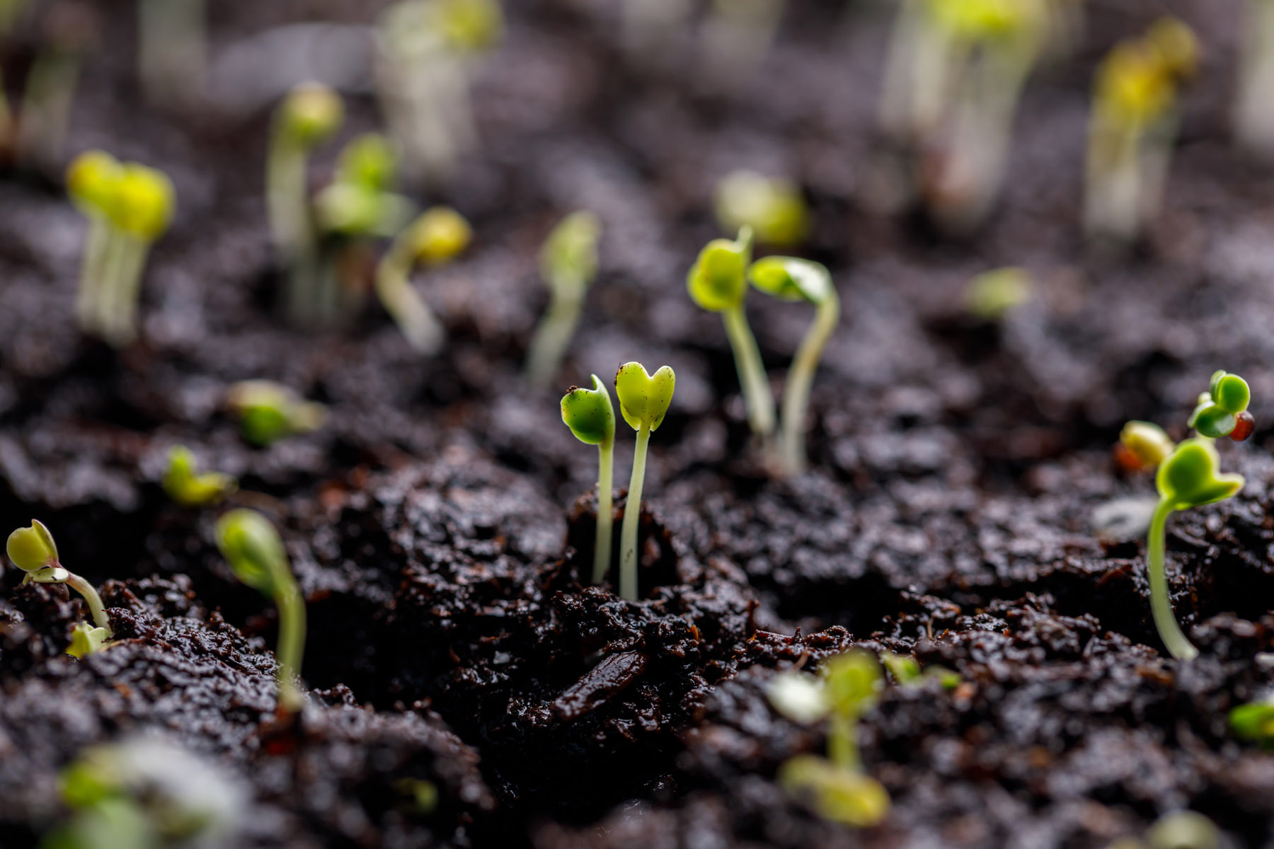 Organic Seed Starting Scaled Up – Videos – Mother Earth News